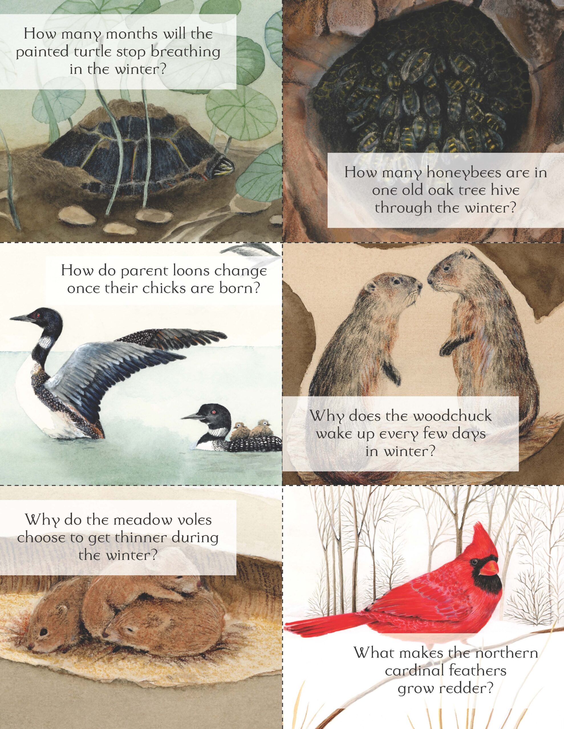 Free Gifts | All Creation Waits - Childrens Edition